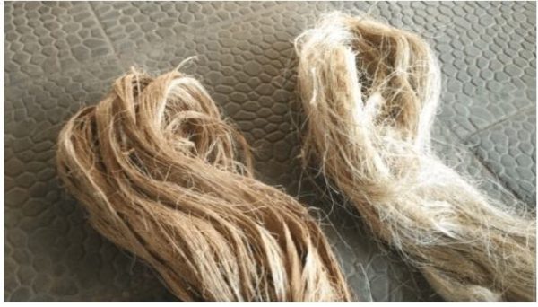 Banana fiber extraction processing, yarn spinning & weaving - Musa Pacta